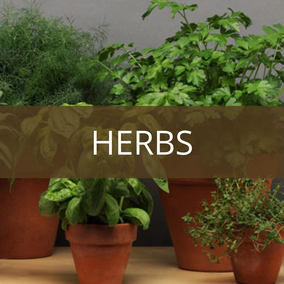 Fundraiser Herbs – Glenlea Greenhouses