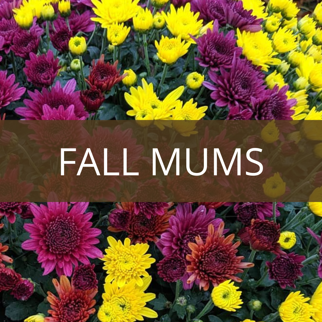 All Fall Mums – Glenlea Greenhouses