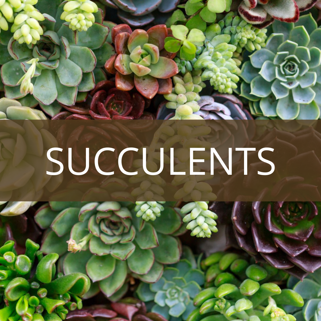 All Succulents – Glenlea Greenhouses