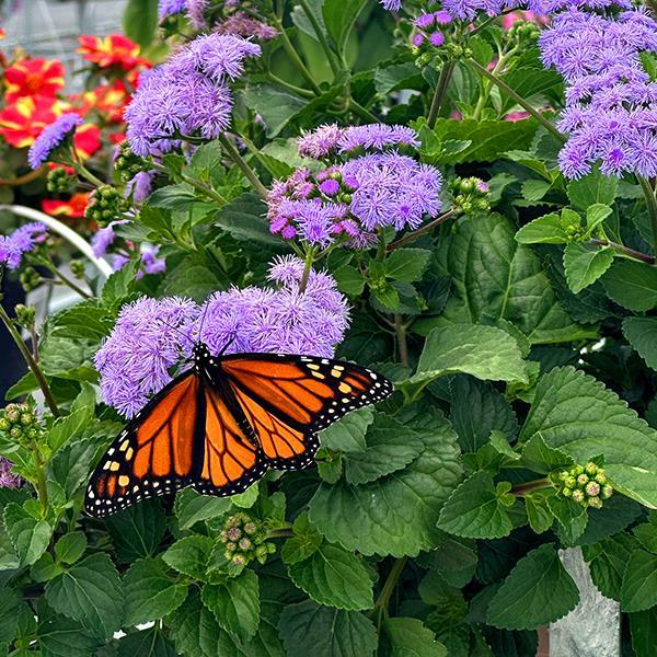 Ageratum Monarch Magic – Glenlea Greenhouses