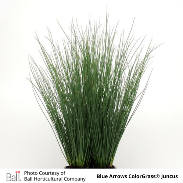 Grass Juncus Blue Arrows ColorGrass® – Glenlea Greenhouses