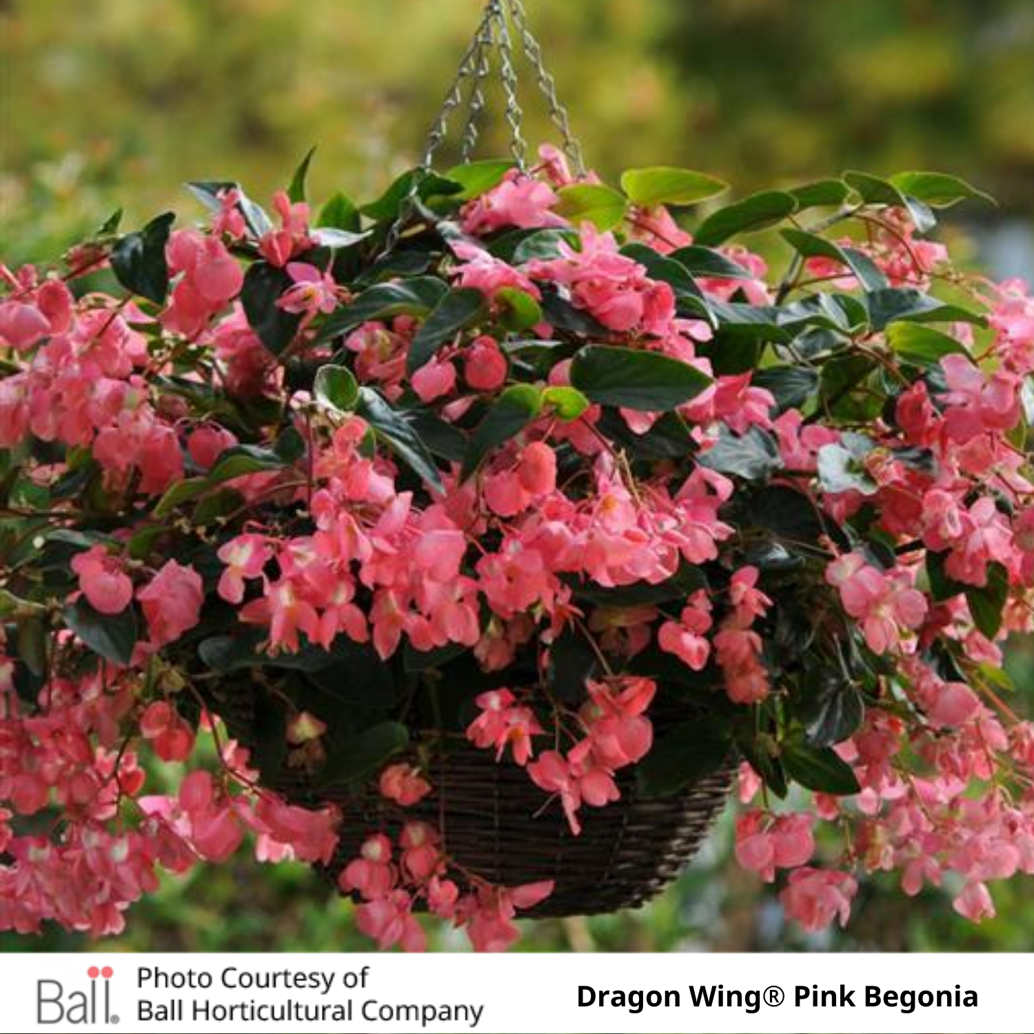 Dragon Wing® Begonia Hanging Basket Pink – Glenlea Greenhouses