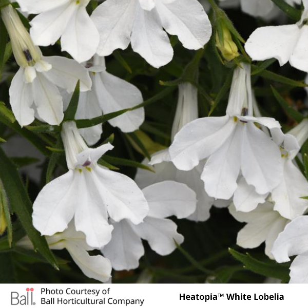 Lobelia Heatopia – Glenlea Greenhouses