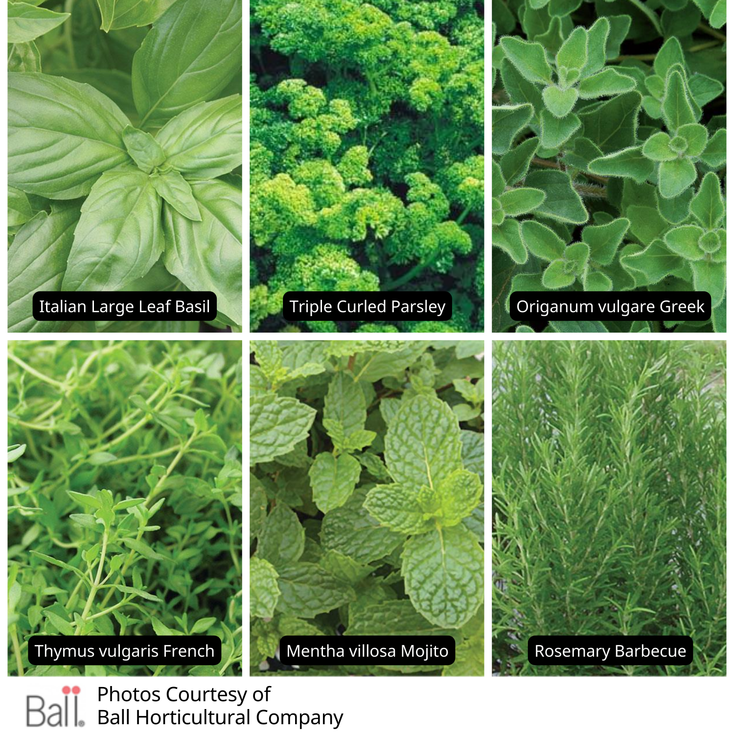 Herb Value Pack – Glenlea Greenhouses
