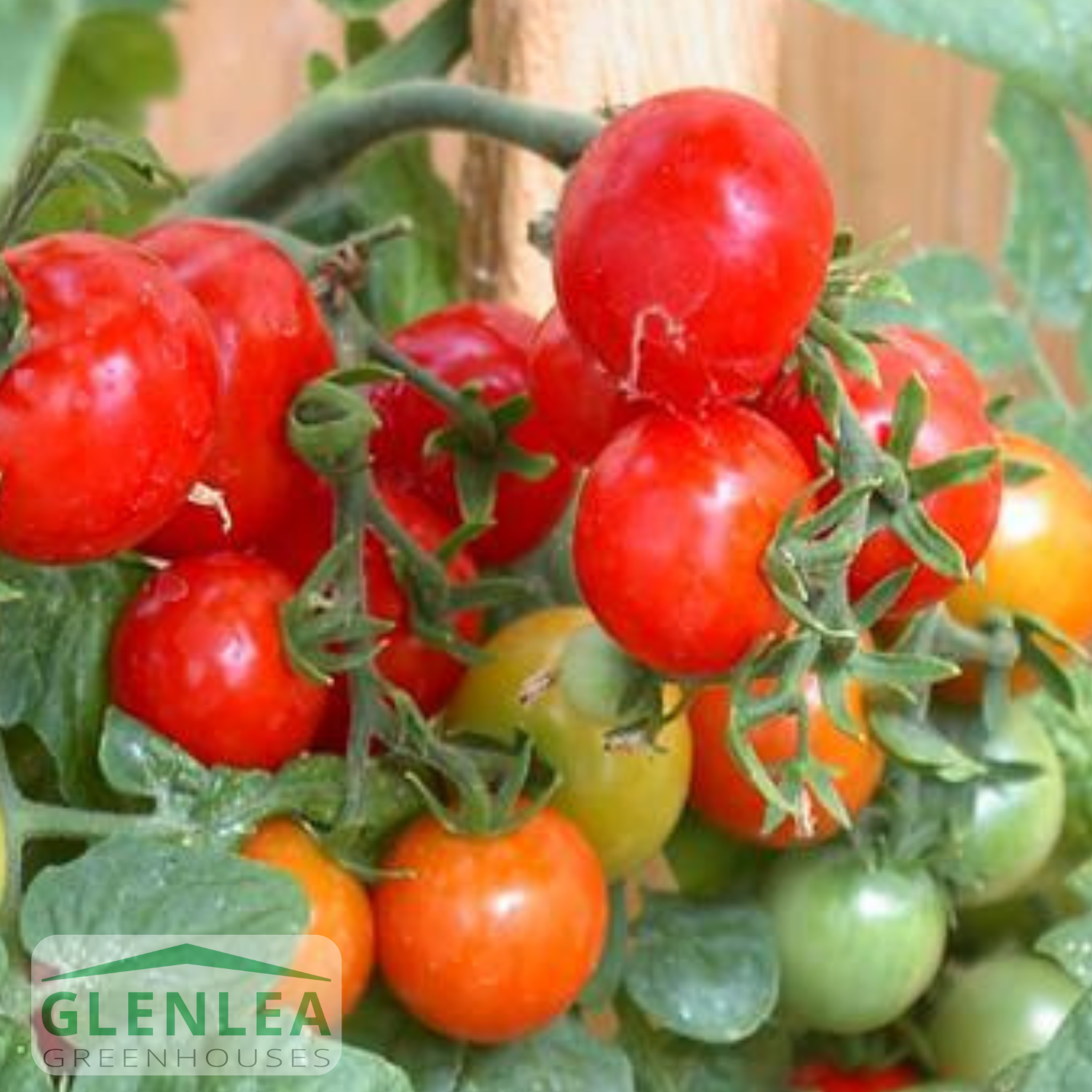 Fundraiser Fruits & Vegetables – Glenlea Greenhouses