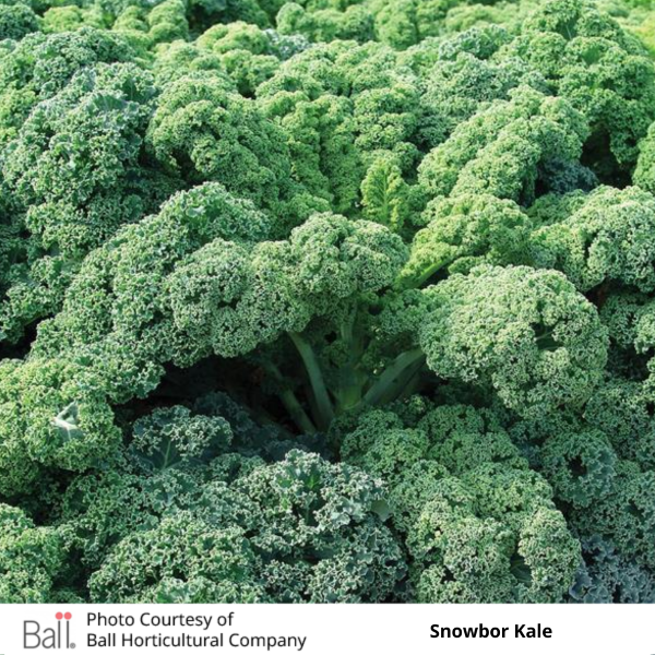Kale Snowbor Pack – Glenlea Greenhouses