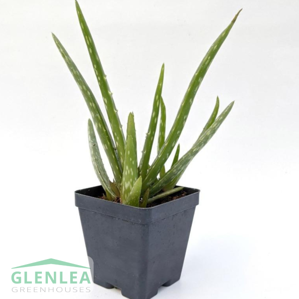 Succulent Aloe Vera – Glenlea Greenhouses