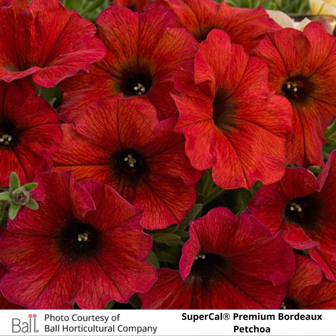 SuperCal® Petchoa Premium – Glenlea Greenhouses