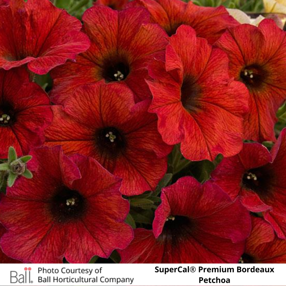 SuperCal® Petchoa Premium – Glenlea Greenhouses