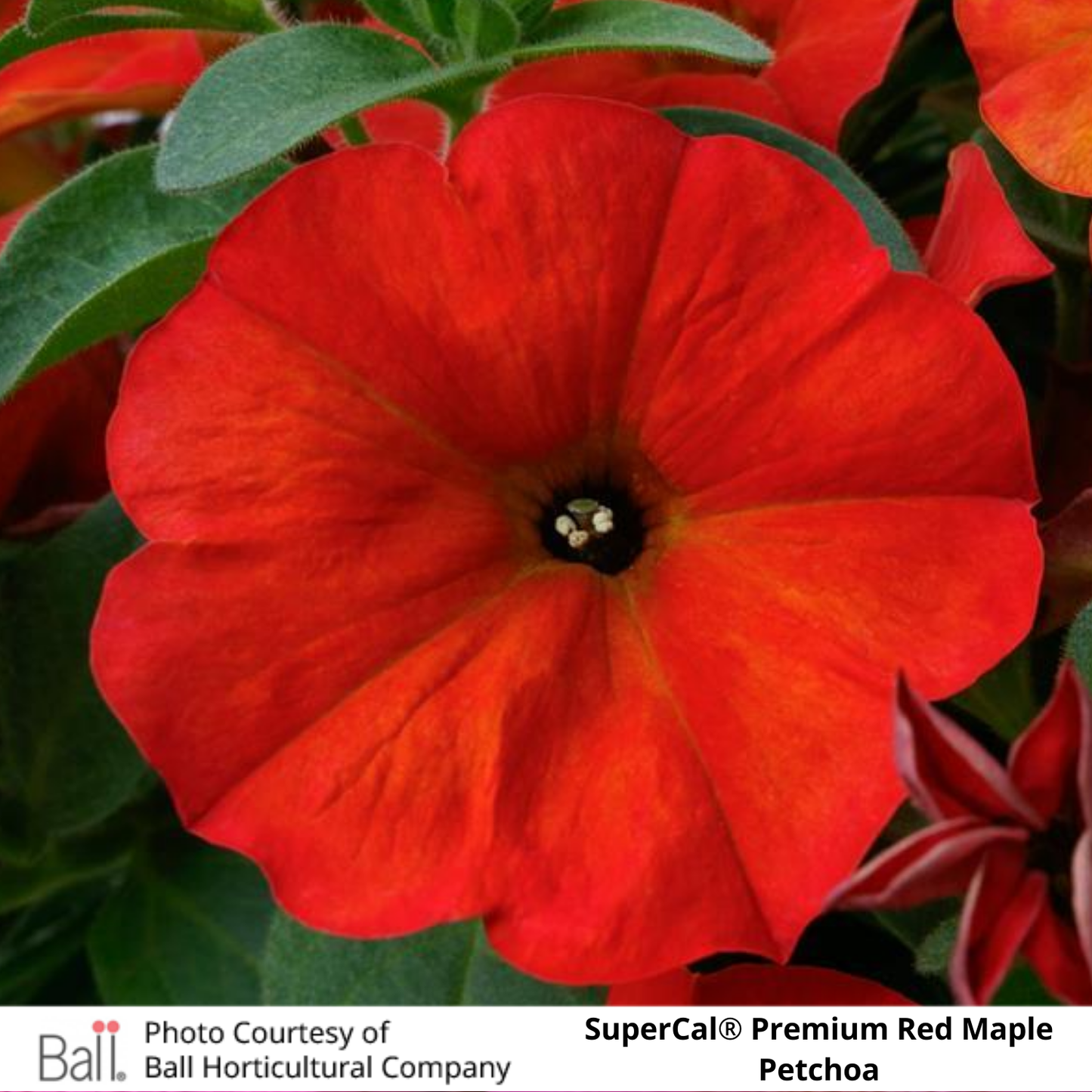 SuperCal® Petchoa Premium – Glenlea Greenhouses