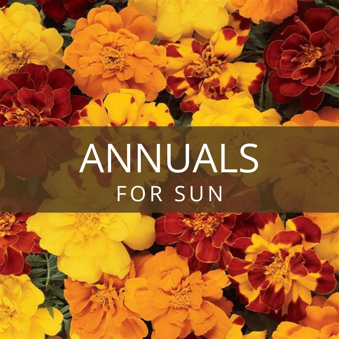 All Annuals – Glenlea Greenhouses
