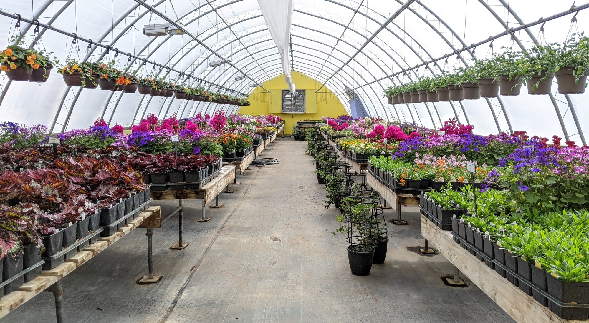 Winnipeg Plant Fundraising | Glenlea Greenhouses