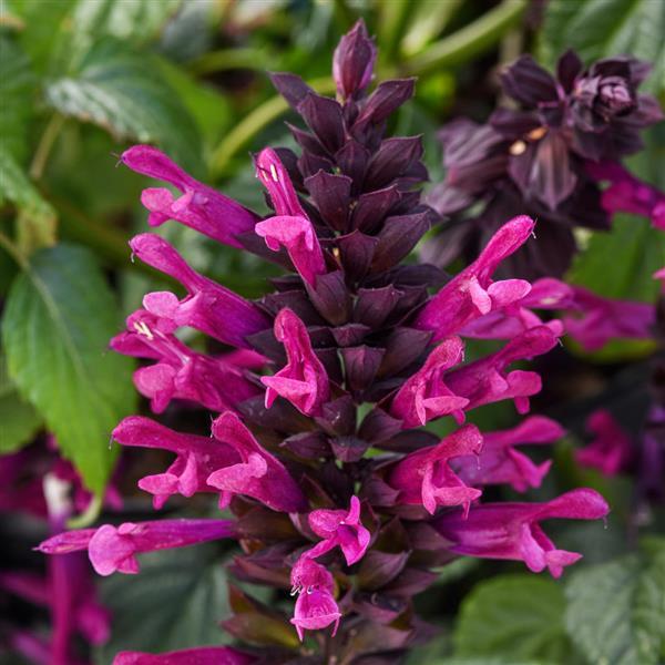 Salvia Plum Crazy – Glenlea Greenhouses