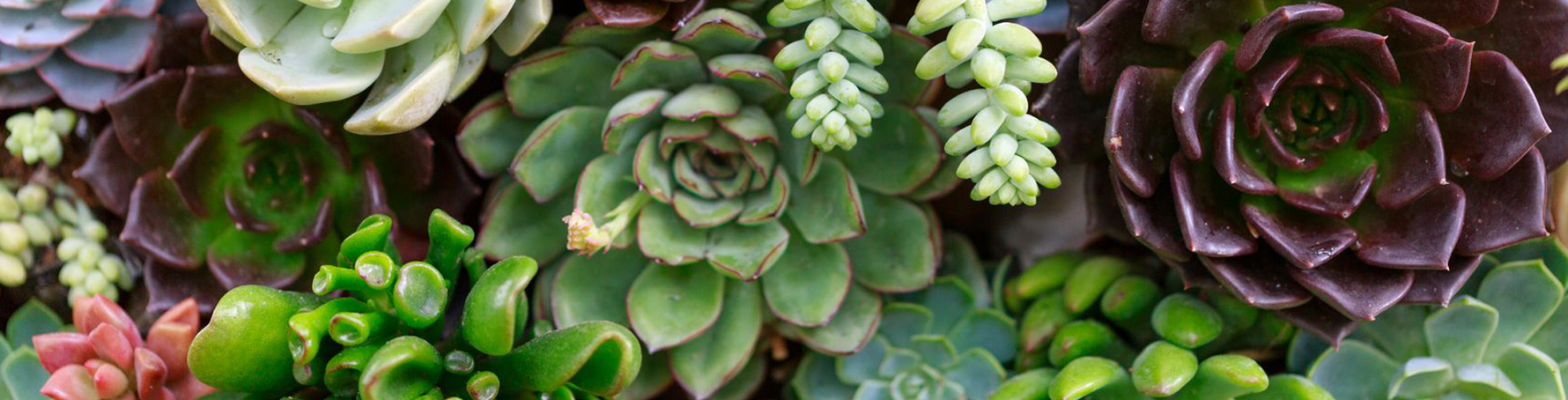 Succulent Plugs – Glenlea Greenhouses