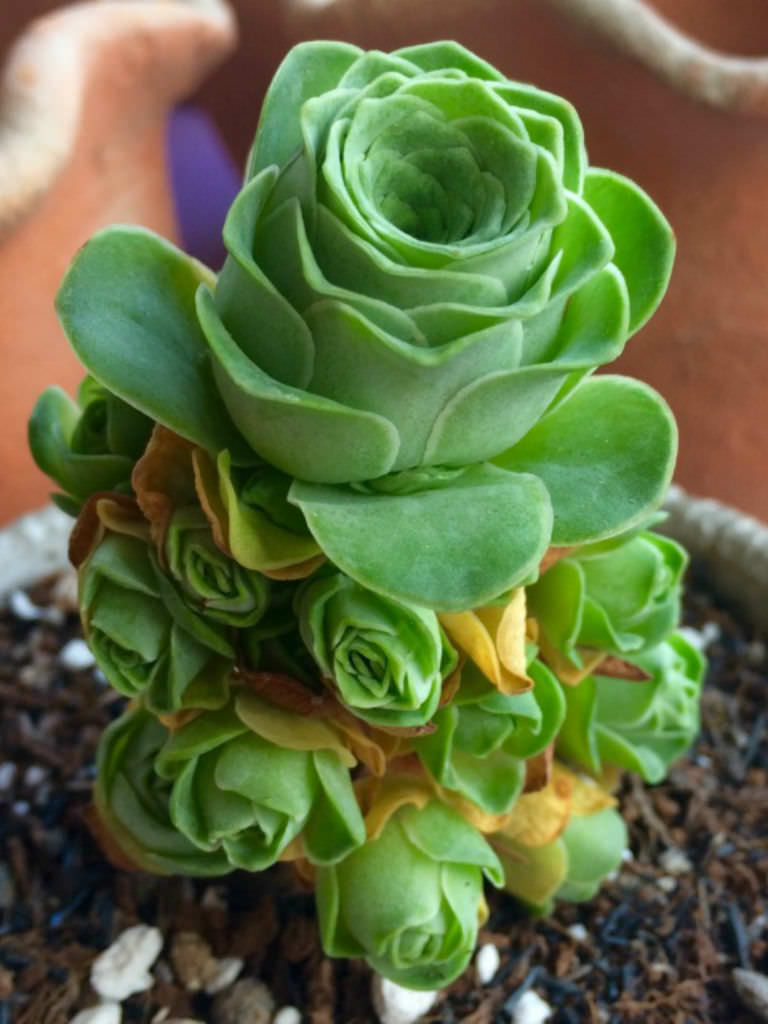 Succulent Plugs – Glenlea Greenhouses