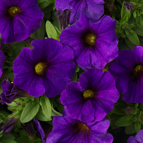 Trailing SuperCal® Petchoa Hanging Basket – Glenlea Greenhouses