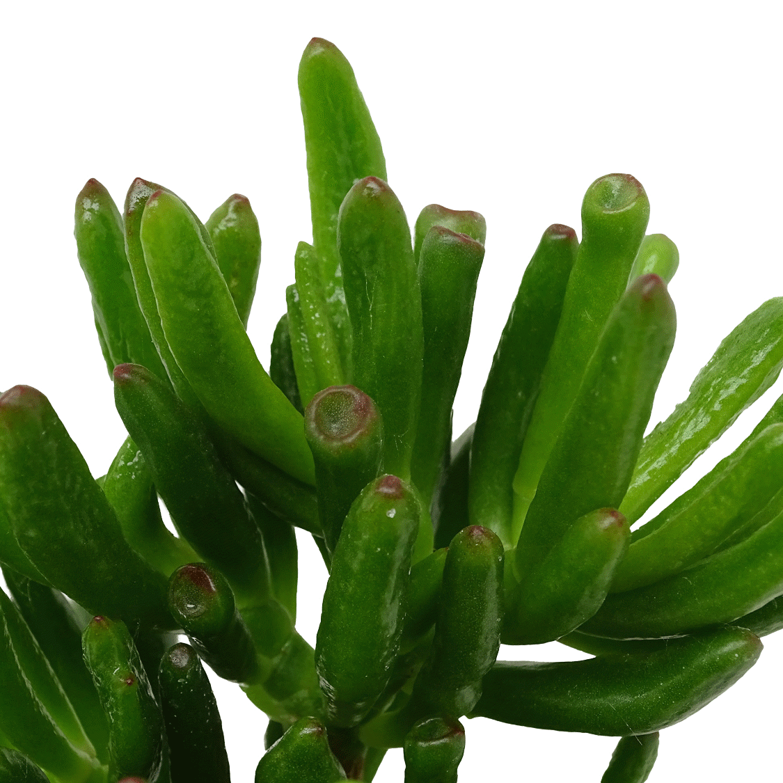 Succulent Plugs – Glenlea Greenhouses