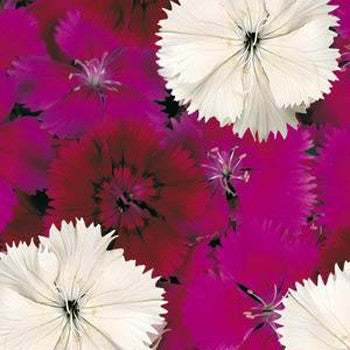 Dianthus Floral Lace Pack – Glenlea Greenhouses