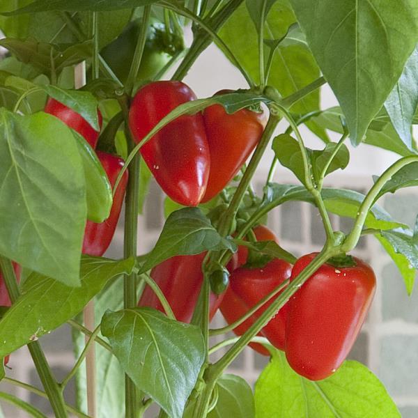All Fruits and Vegetables – Glenlea Greenhouses