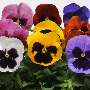 Pansy Matrix® Pack – Glenlea Greenhouses