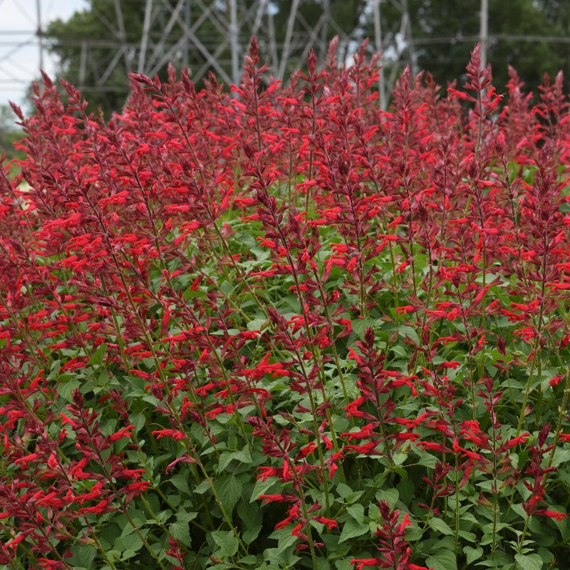 Salvia Roman Red – Glenlea Greenhouses