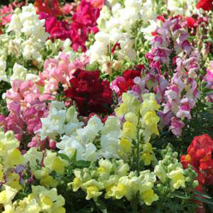 Snapdragons Snapshot™ Pack – Glenlea Greenhouses