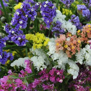 Statice Hipster™ Pack – Glenlea Greenhouses