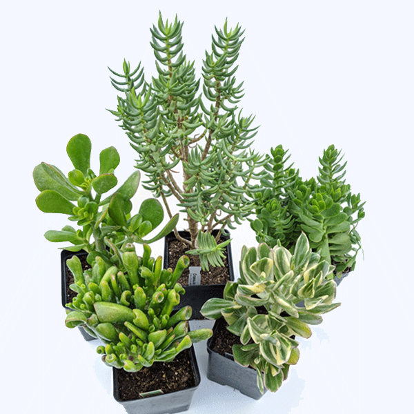Succulent Plugs – Glenlea Greenhouses