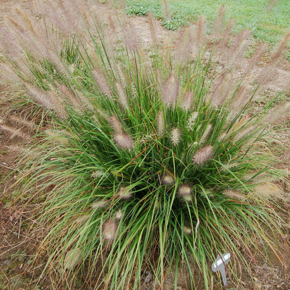 Grass Pennisetum Hush Puppy – Glenlea Greenhouses