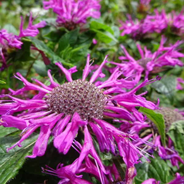 Monarda Pocahontas Purple Rose – Glenlea Greenhouses