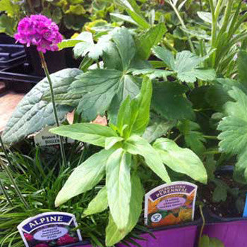 Pollinator Value Pack – Glenlea Greenhouses