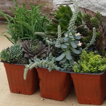 Succulent Value Pack – Glenlea Greenhouses