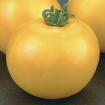 Tomato Lemon Boy 3.5 inch pot – Glenlea Greenhouses